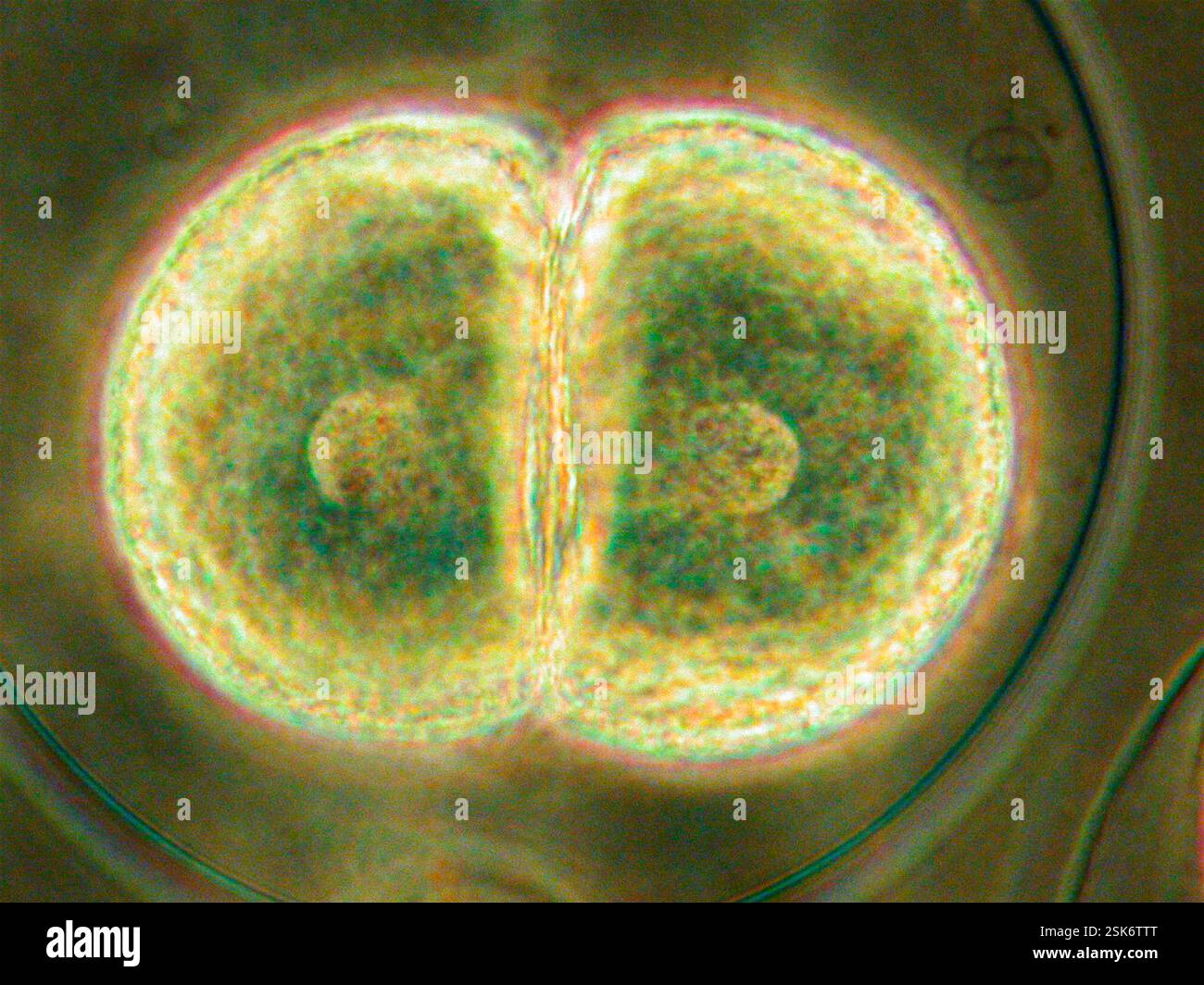 Sea urchin embryo, two-cell stage, light micrograph. This is the stage ...