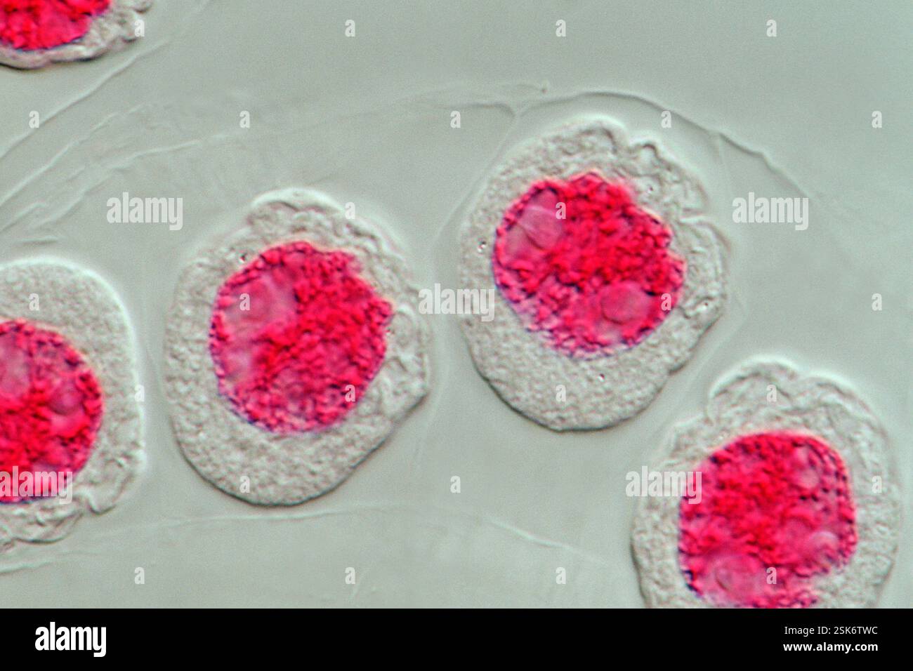 Cytokinesis. Image 8 of 8. Light micrograph of a hyacinth root cell ...