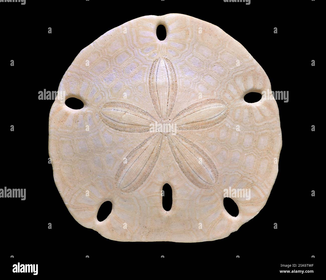Sand dollar shell. The holes on the surface of the shell (test) are ...