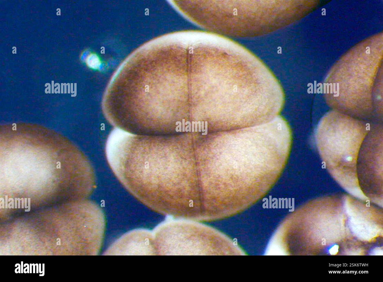 Xenopus frog embryo, four-cell stage Stock Photo - Alamy