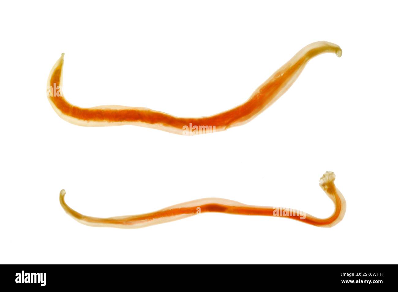 Light micrograph of male (at top) and female hookworms, Ancylostoma caninum. This parasitic ...