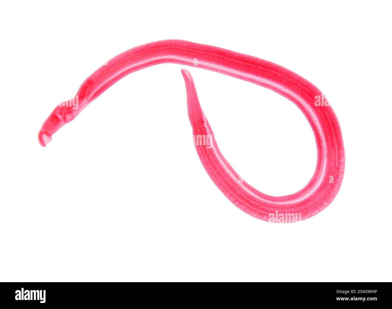 Light micrograph of a male schistosome fluke worm, Schistosoma mansoni ...