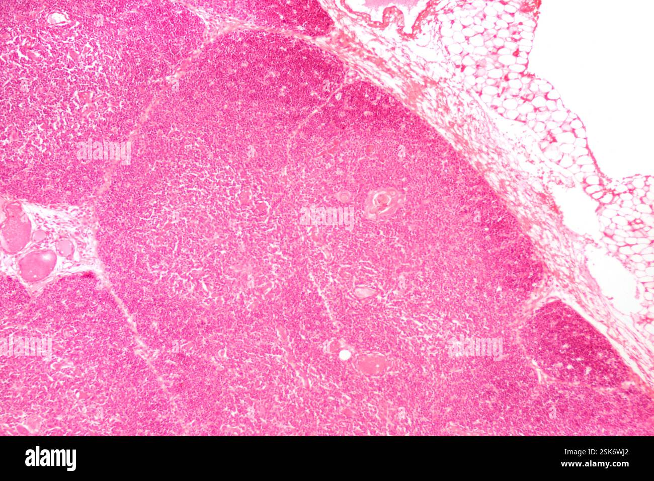 Light micrograph of a section through a young thymus gland showing ...