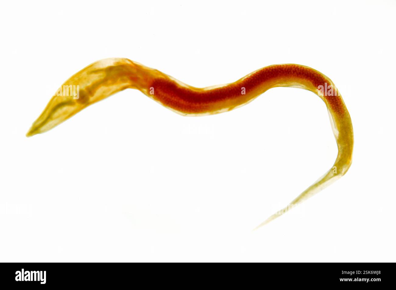 Light micrograph of a female pinworm or threadworm, Enterobius ...