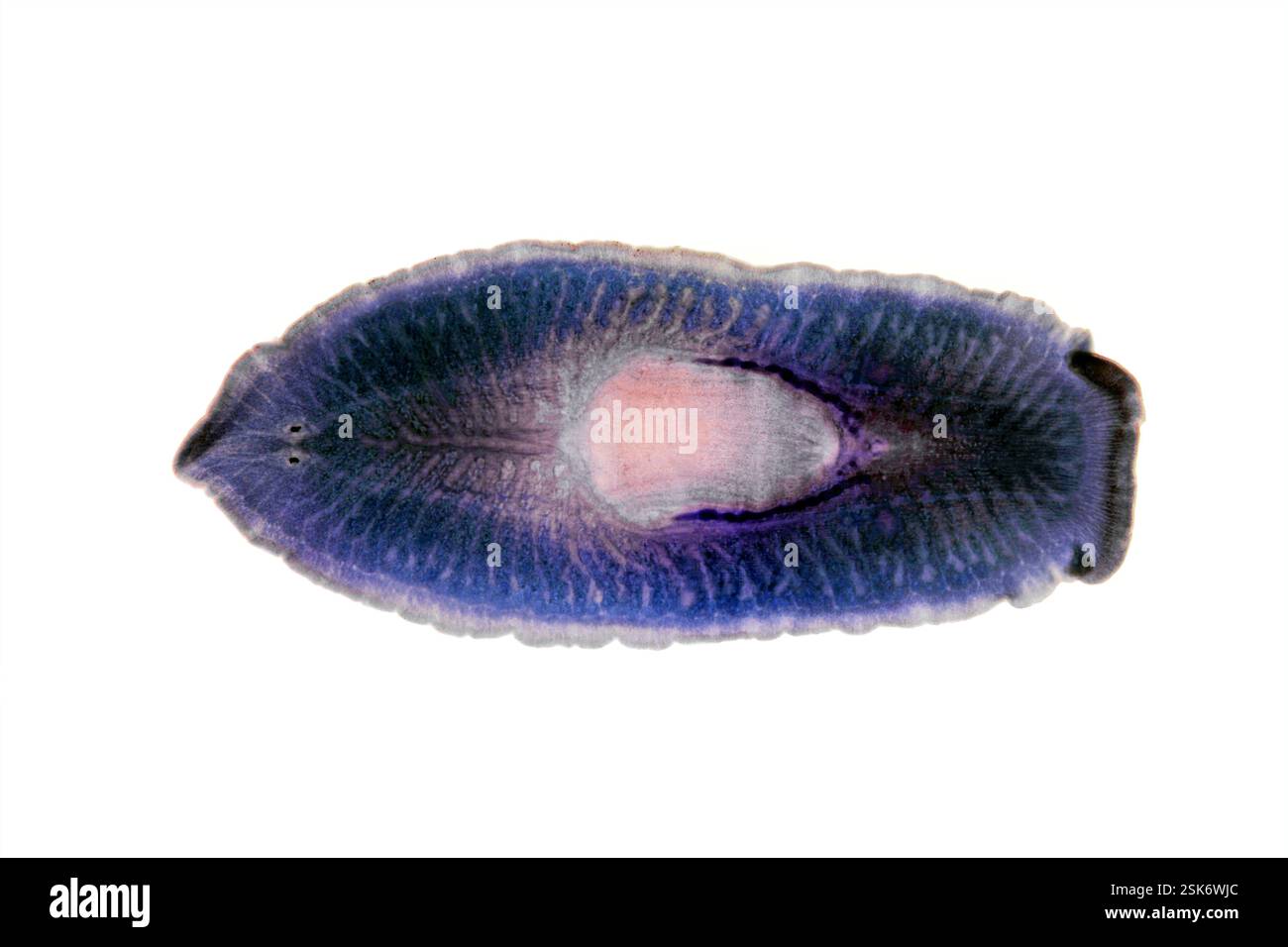 Light micrograph of a common turbellarian (Planaria sp.), a planarian ...