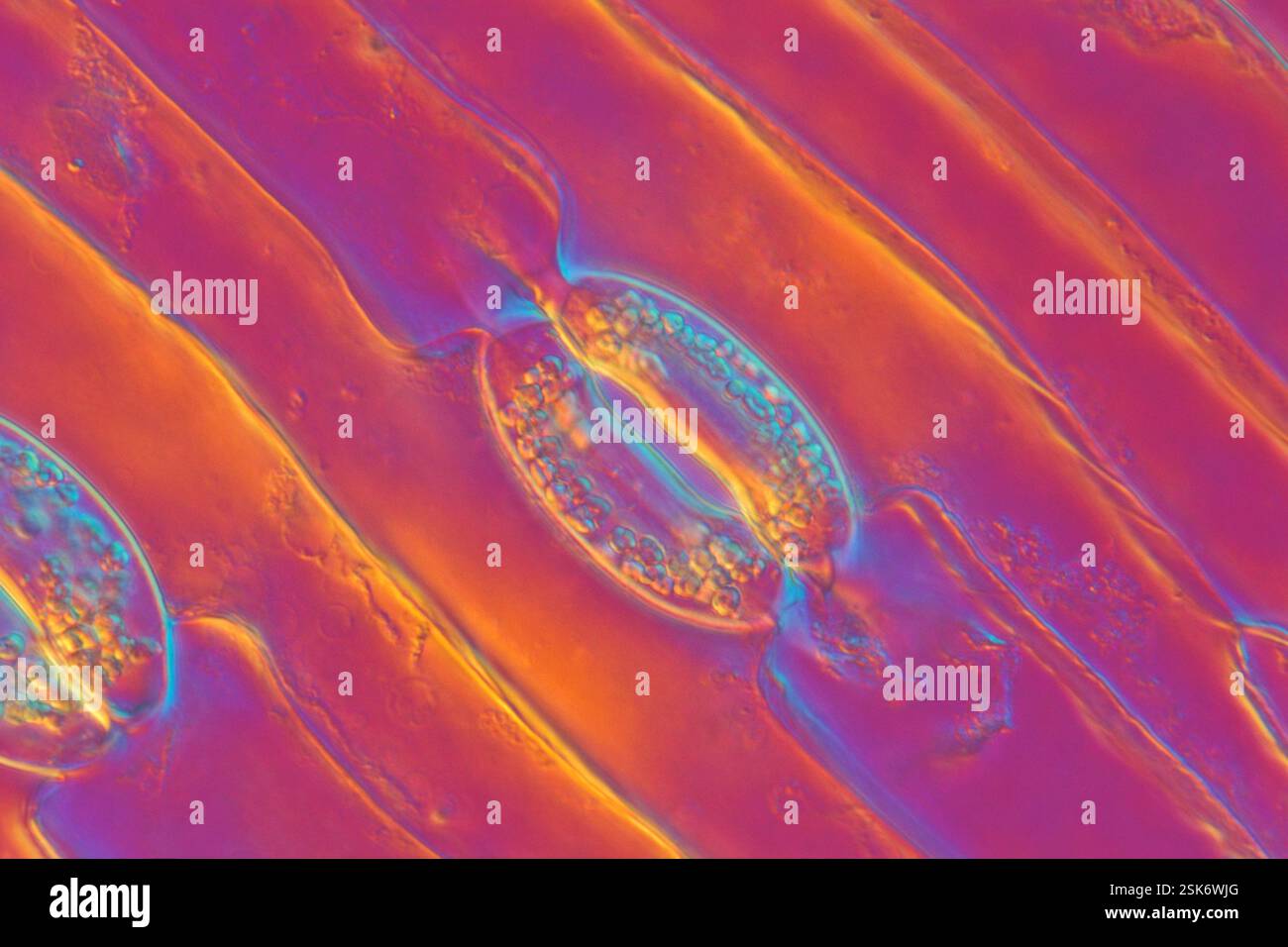Open stoma, light micrograph. This structure (oval) is a pore that ...