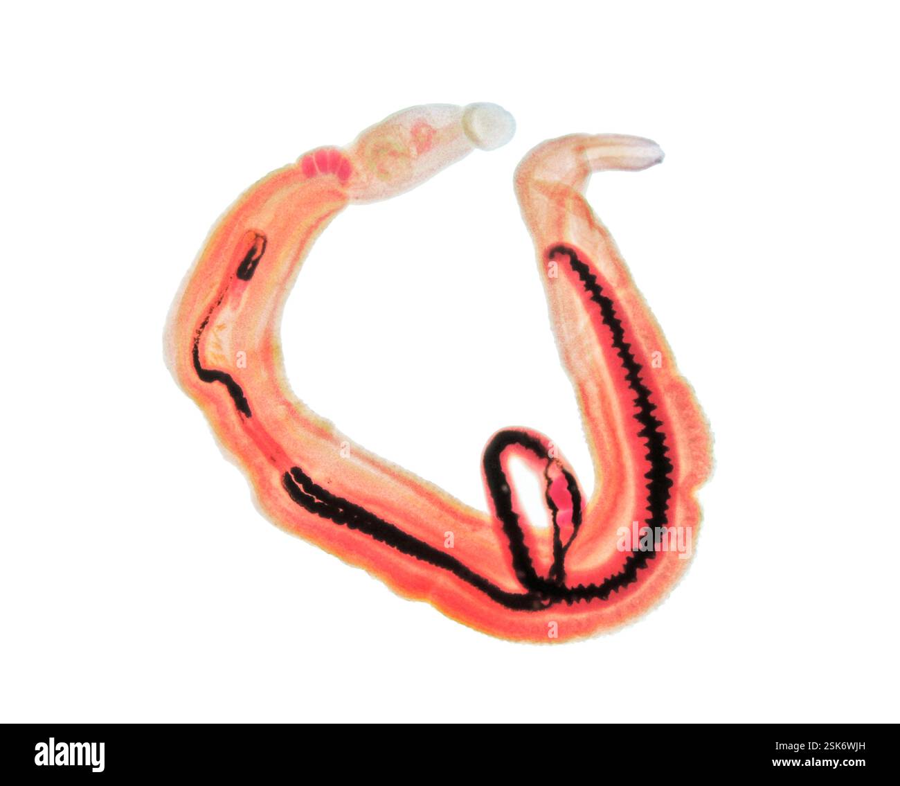 Light micrograph of male (larger) and female schistosome fluke worms, Schistosoma mansoni, cause ...