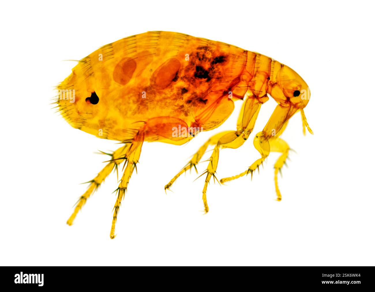 Light micrograph of a female rat flea, Xenopsylla cheopsis. This common ...