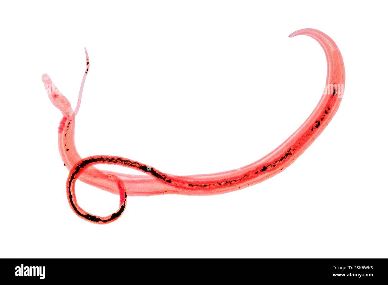 Light micrograph of male (larger) and female schistosome fluke worms ...