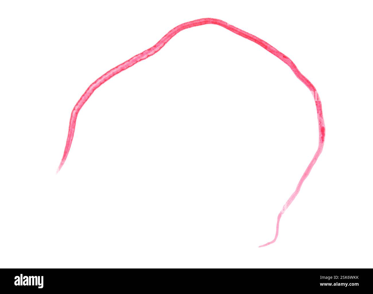 Light micrograph of a female schistosome fluke worm, Schistosoma ...