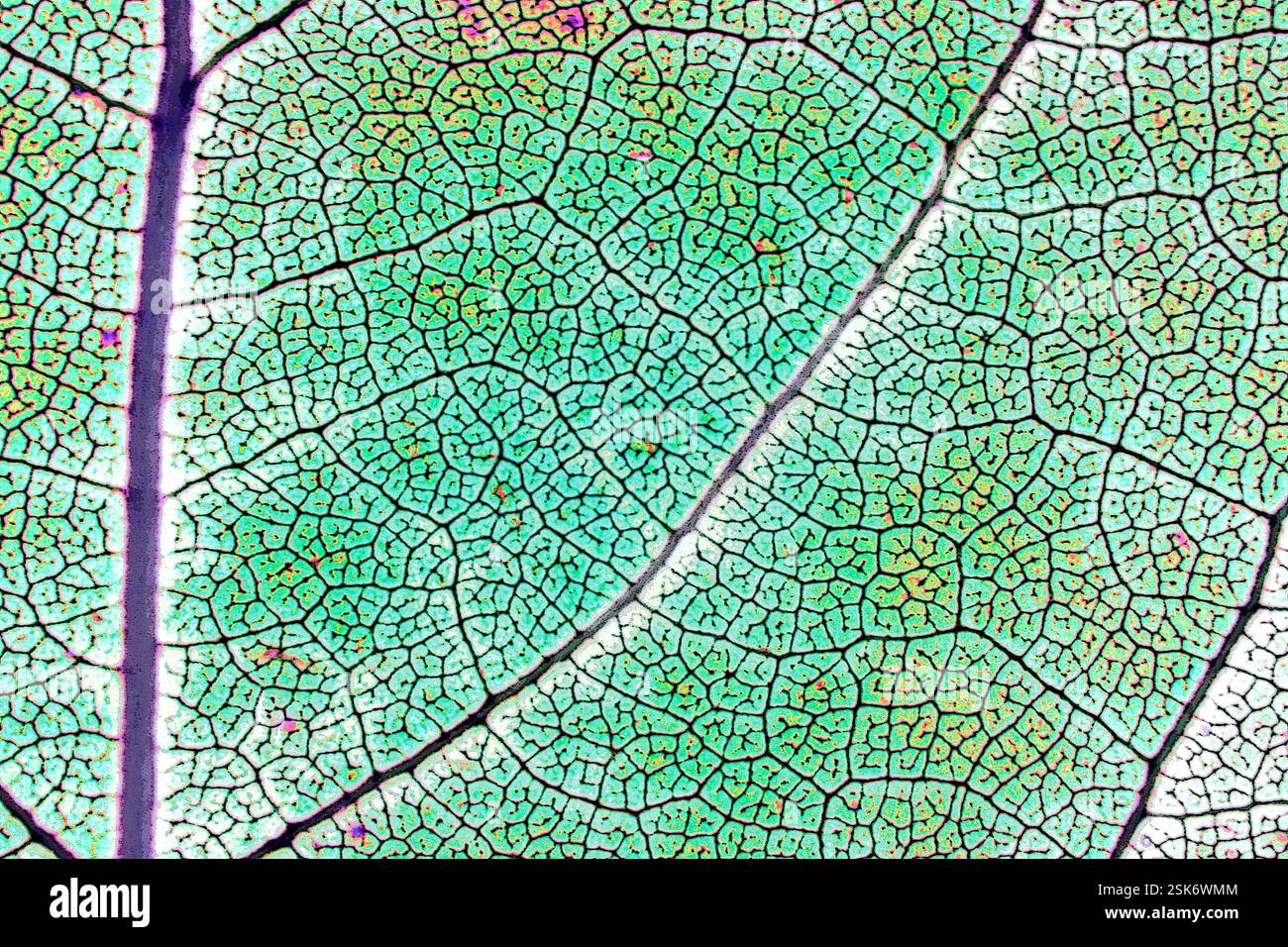 Oak leaf. Macrophotograph of a leaf from a pedunculate oak (Quercus ...