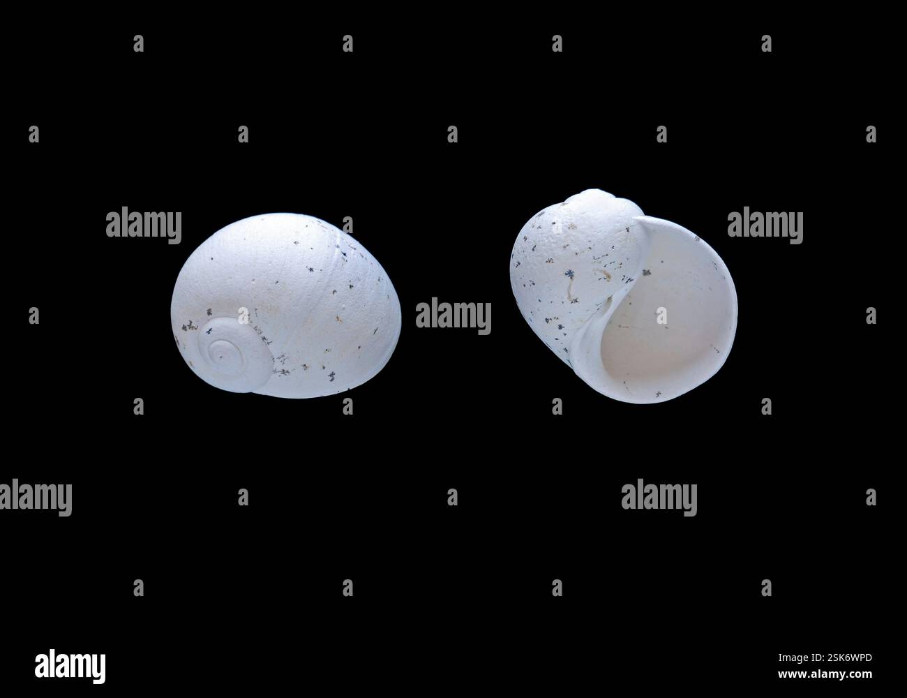 Sea snail fossils. Fossilised shells of Ampullina sigarettina gastropod ...
