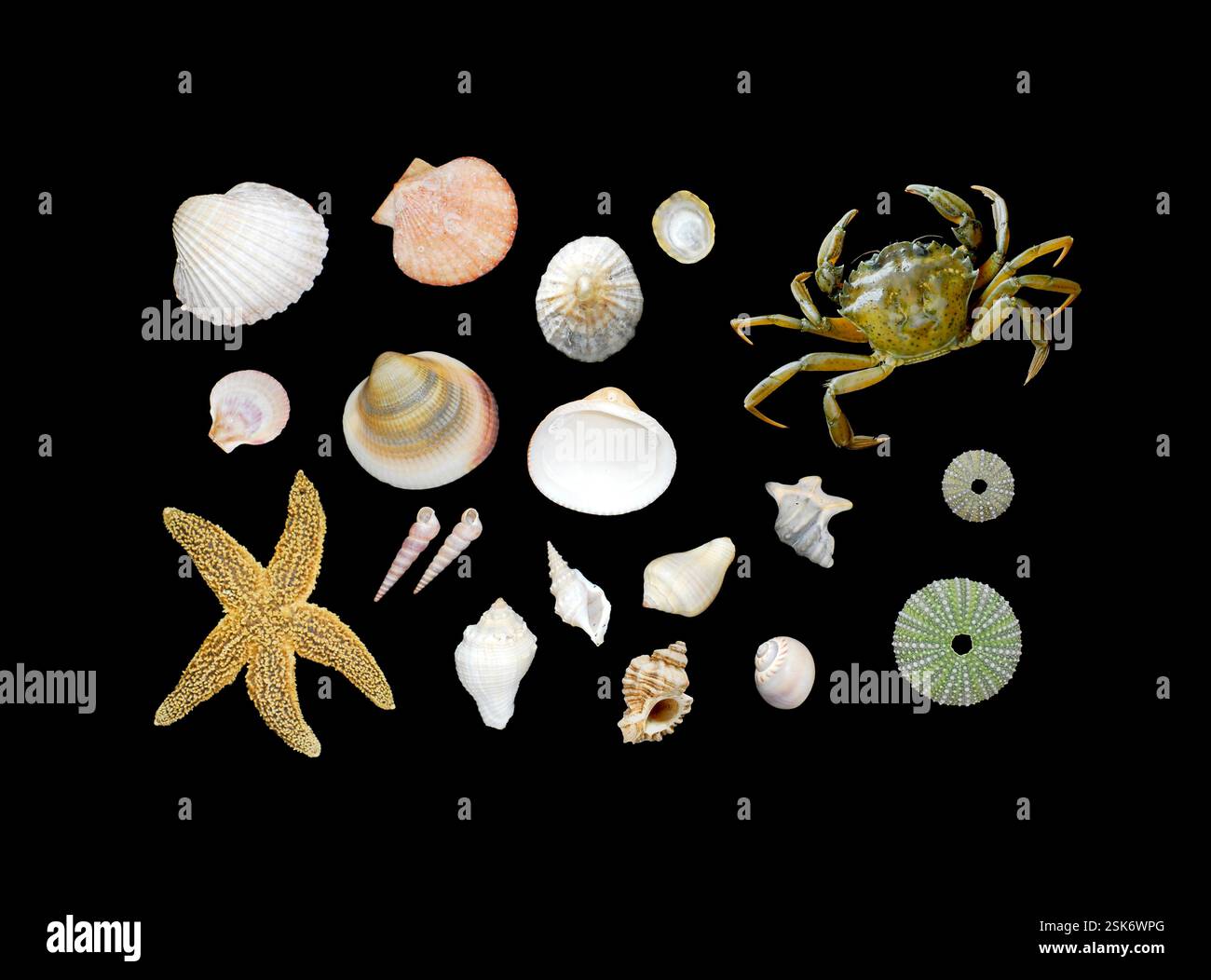 Calcium carbonate use in animals. Assortment of aquatic invertebrates ...