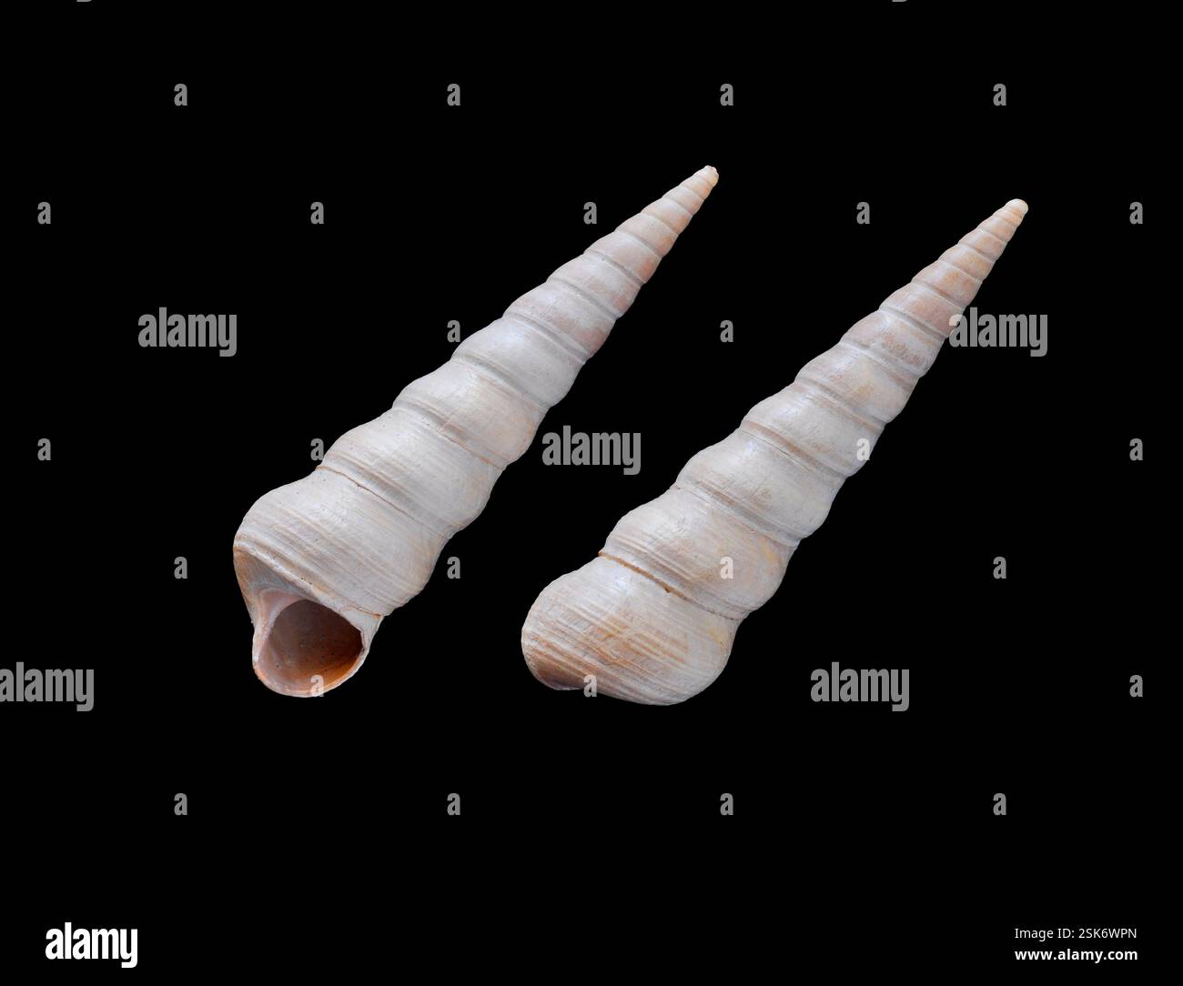 Sea snail fossils. Fossilised shells of Turitella sulcifera gastropod ...