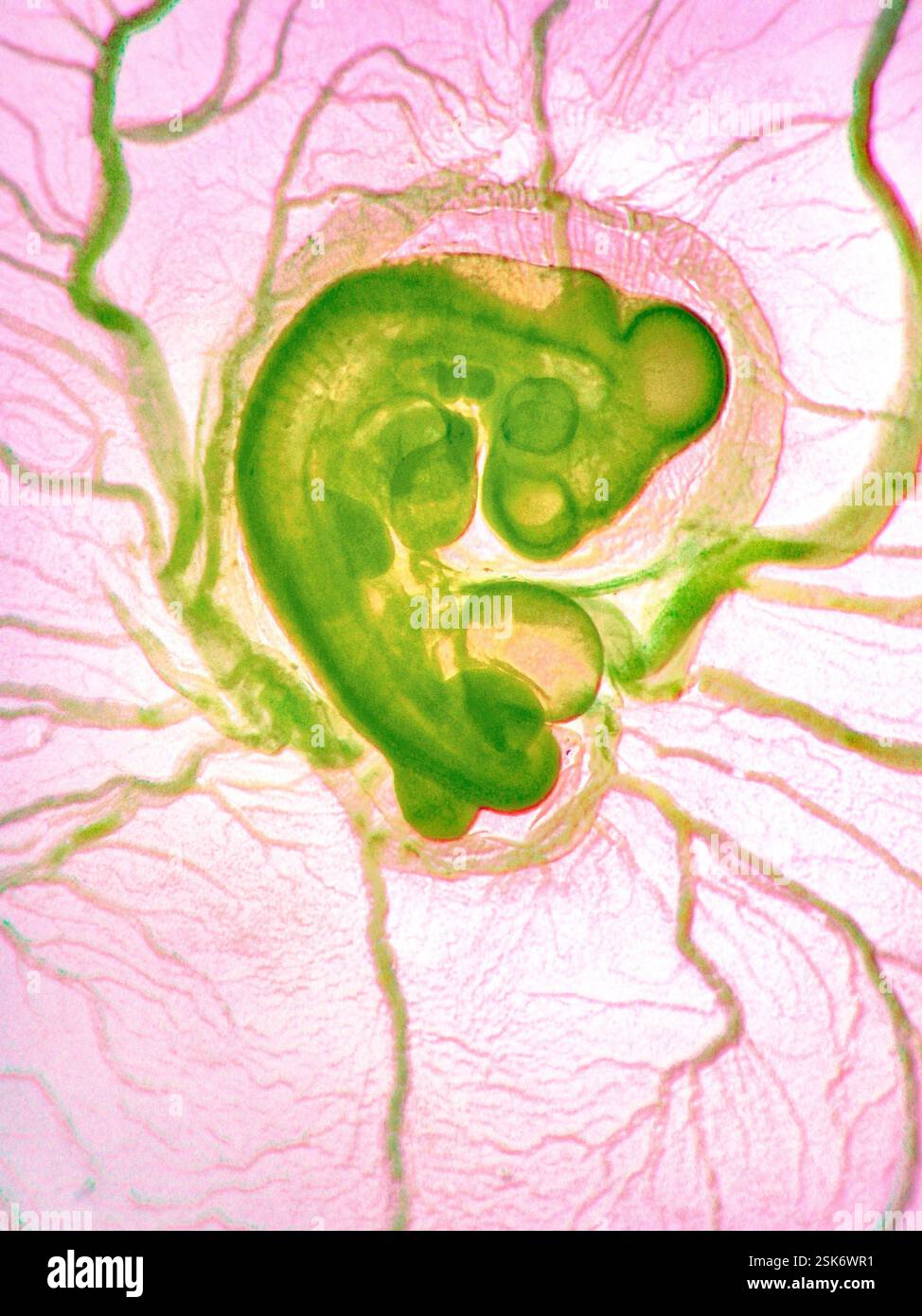 Chicken embryo. Light micrograph of a chicken (Gallus domesticus ...