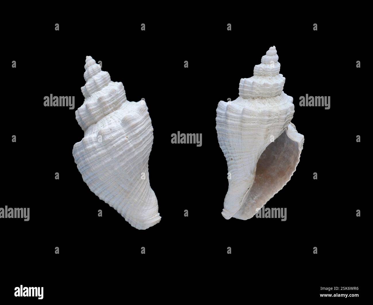 Sea snail fossils. Fossilised shells of Melongena subcarinata gastropod ...