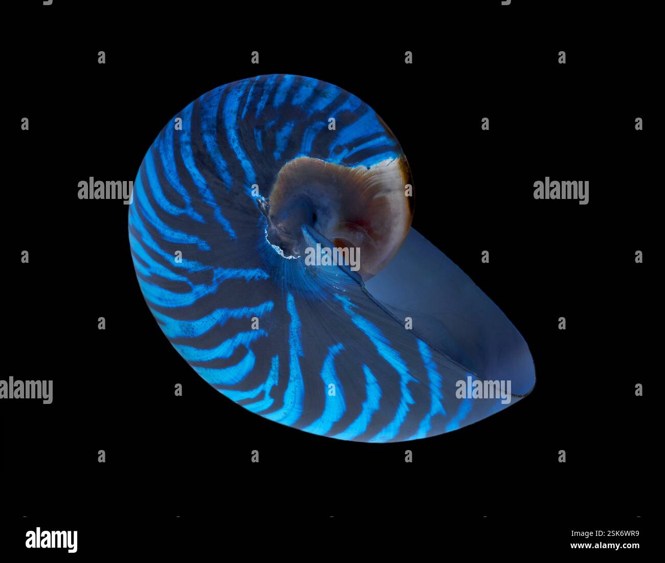 Chambered nautilus shell. Negative image of the shell from a chambered ...