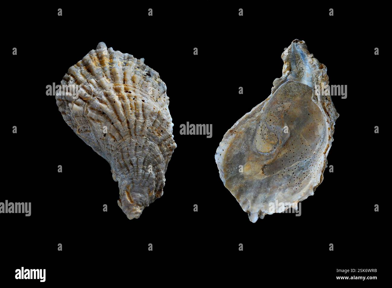 Oyster fossil. Fossilised shells of a bivalve mollusc Stock Photo - Alamy