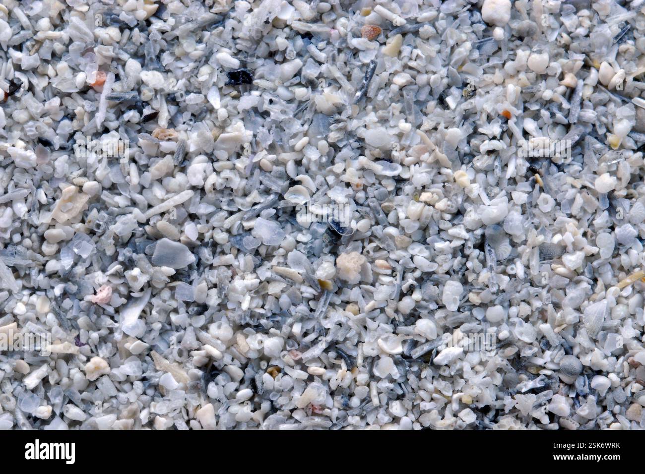 Shell sand. Macro photograph of sand comprised mainly of broken shells ...