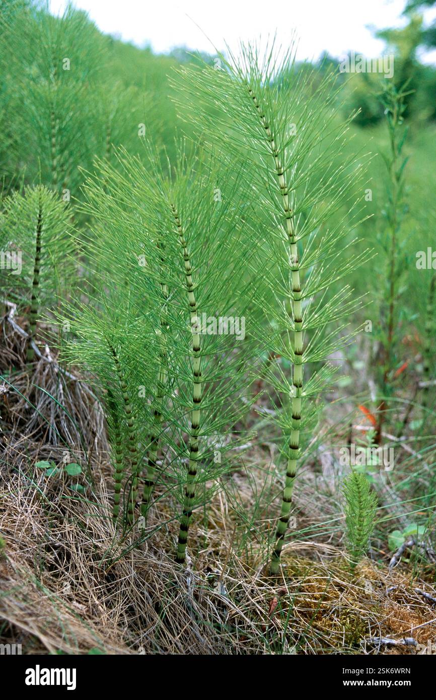Great horsetail (Equisetum telmateia Stock Photo - Alamy