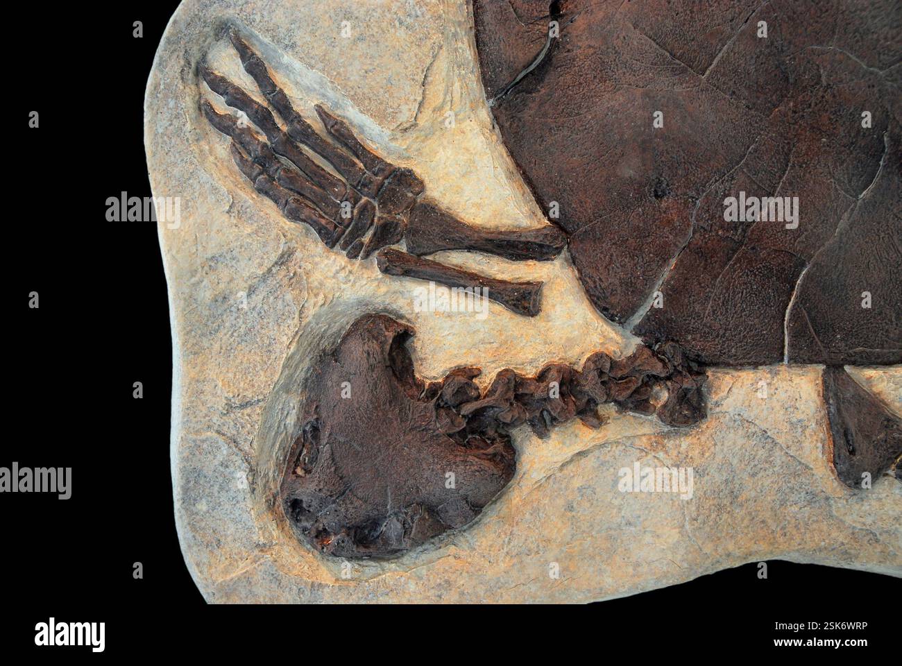 Prehistoric turtle fossil. Fossilised remains of a prehistoric ...