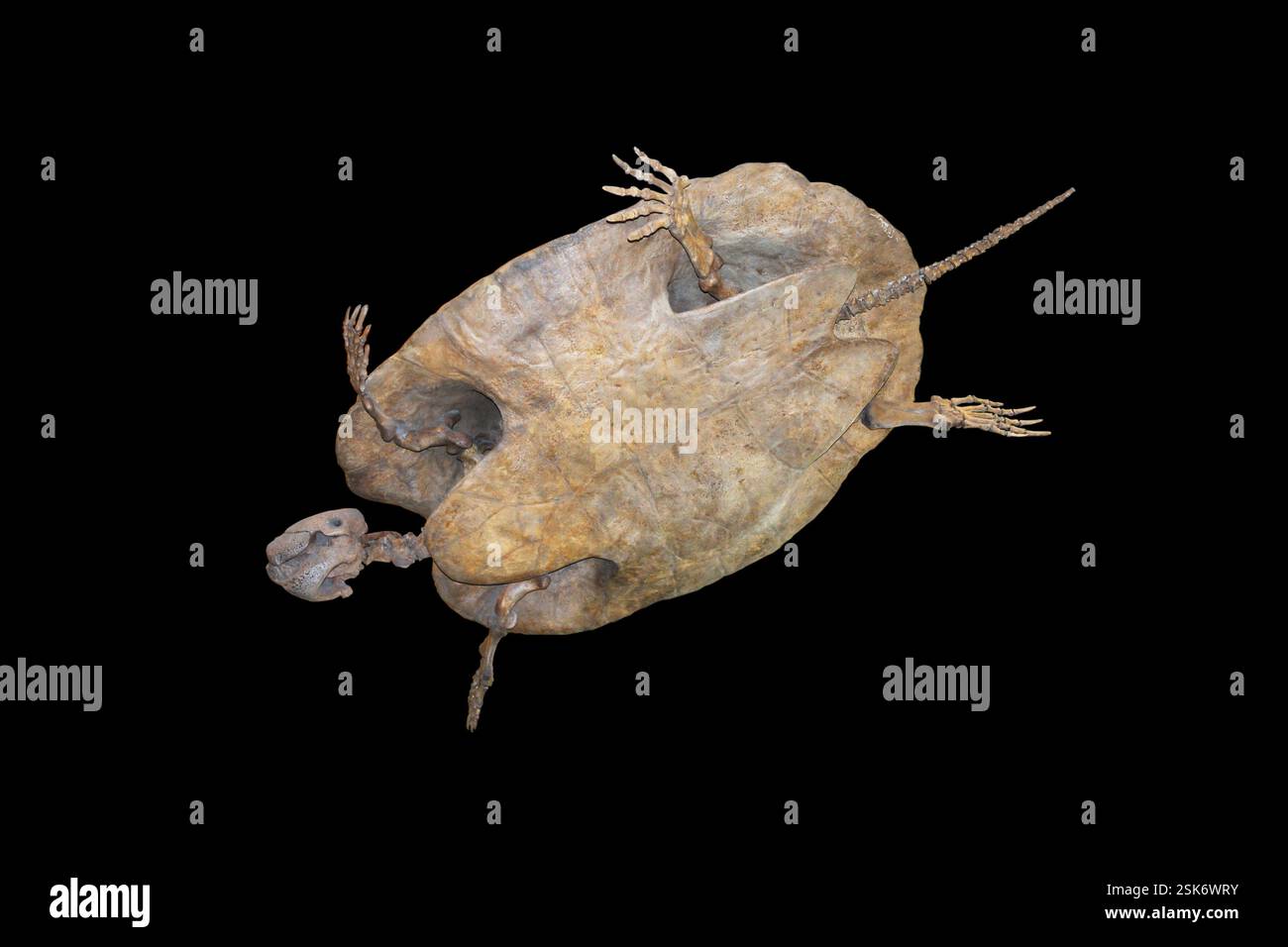 Prehistoric turtle. Reconstruction of the fossilised remains of a giant ...