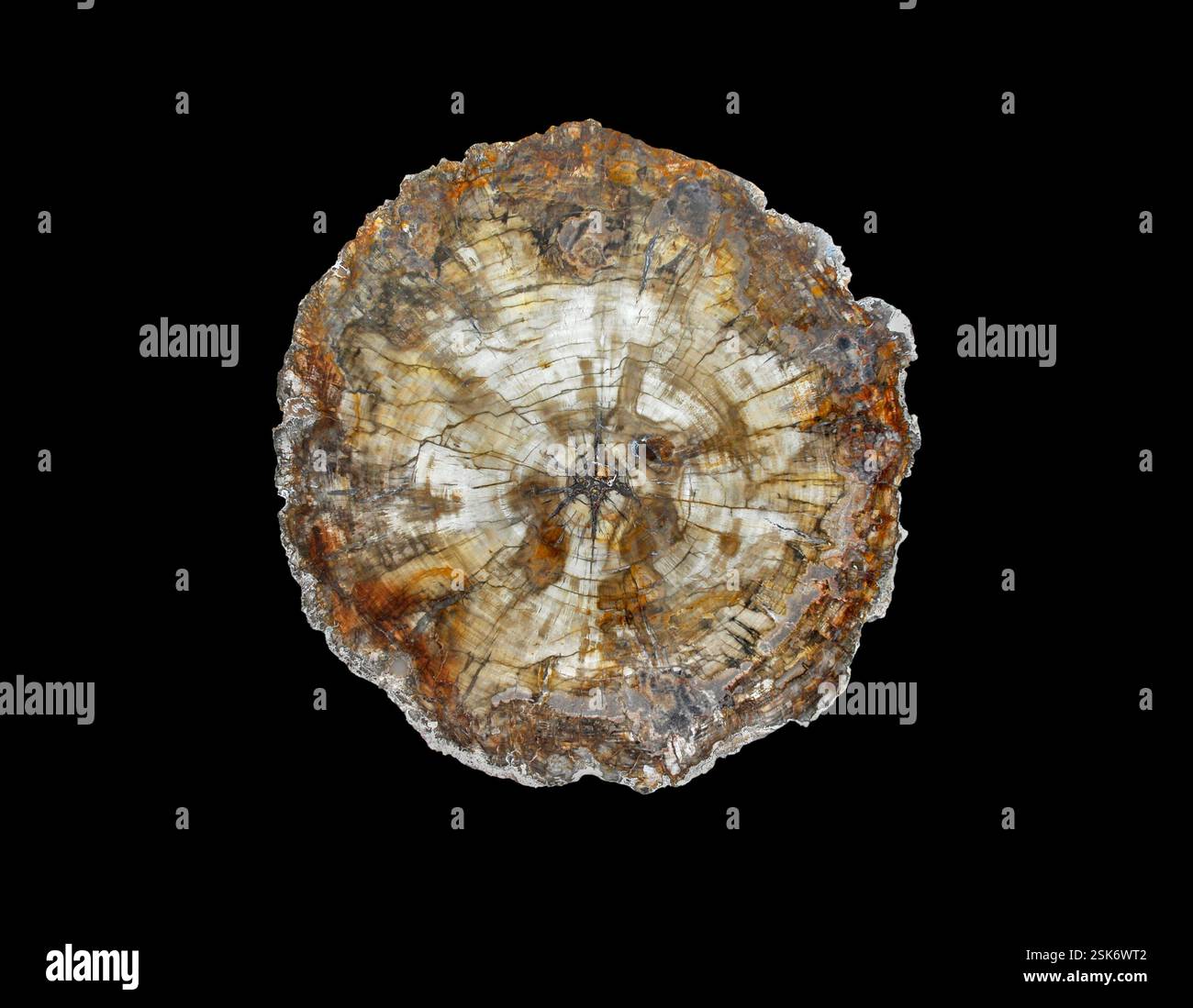 Fossilised conifer. Close-up of a polished slab cut from the fossilised ...