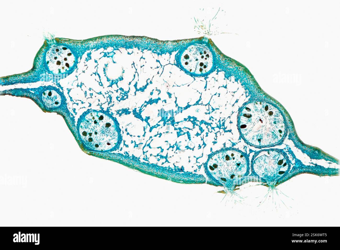 Seaweed conceptacles. Light micrograph of a transverse section through ...