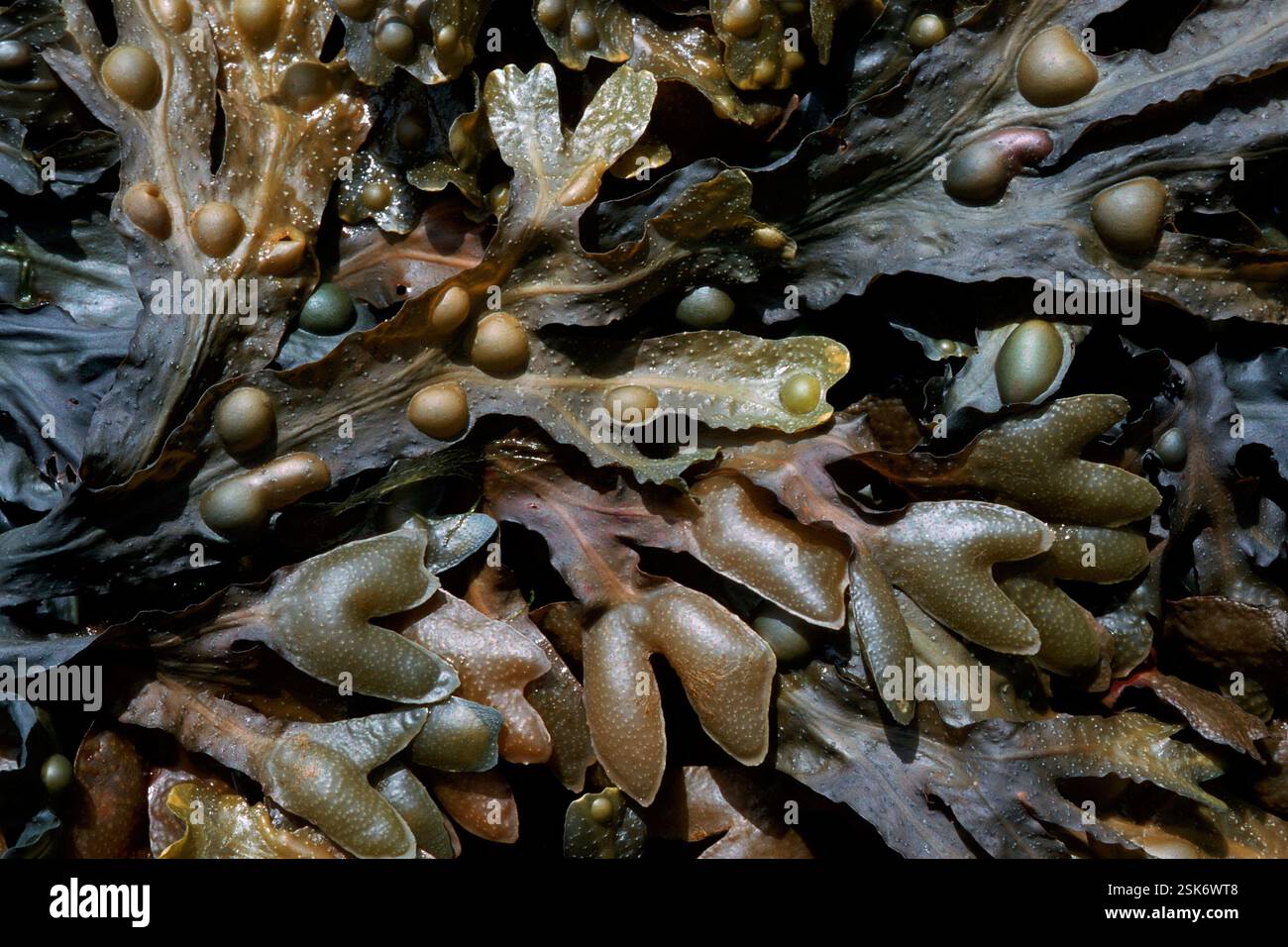 Bladder wrack (Fucus vesiculosus). Close-up of fronds of bladderwrack ...