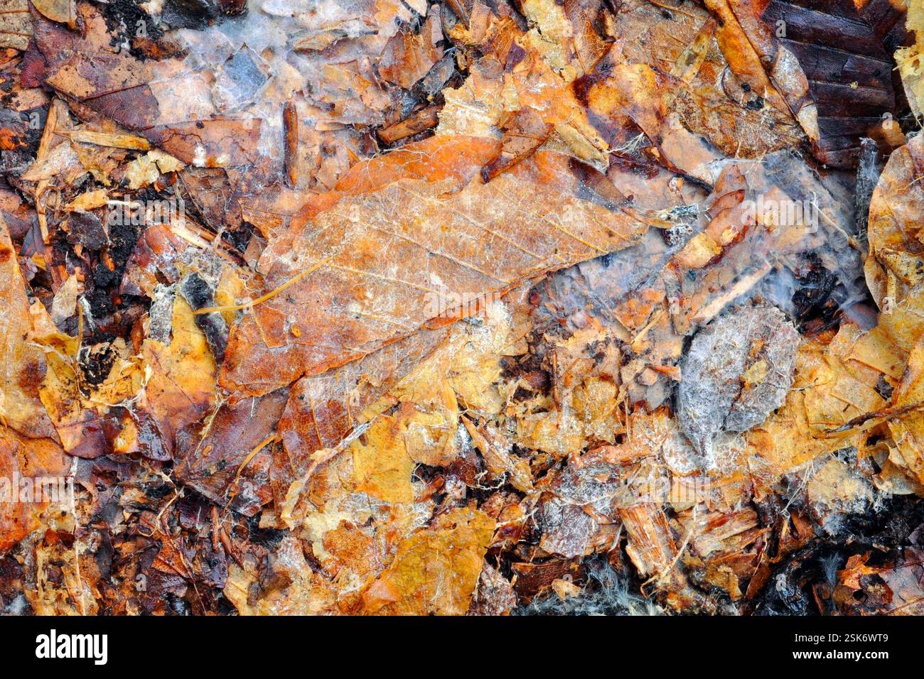 Fallen beech leaves decaying. Close-up of beech (Fagus sylvatica) tree ...