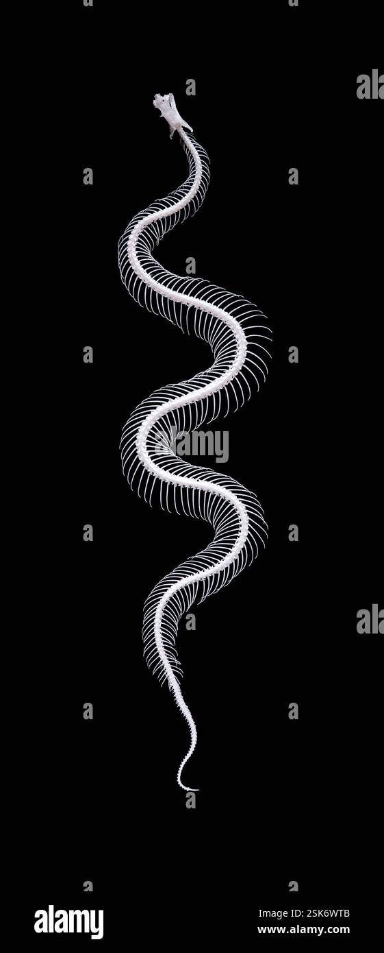 Snake skeleton. View of the upperside of a viper (family Viperidae ...