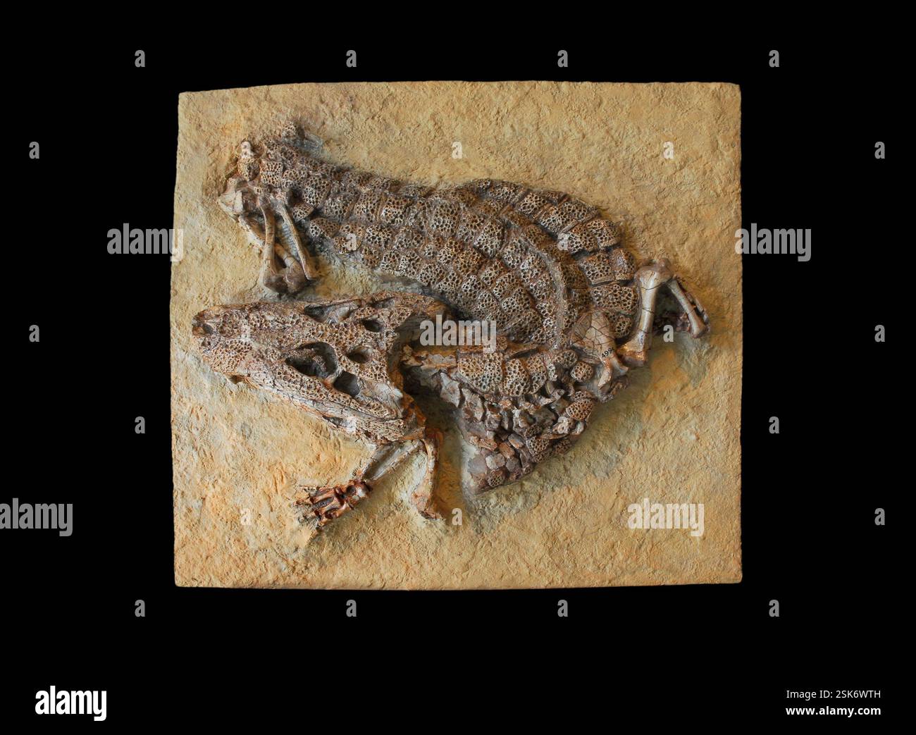 Prehistoric alligator fossil. Fossilised remains of a prehistoric Alligator prenasalis, in the ...