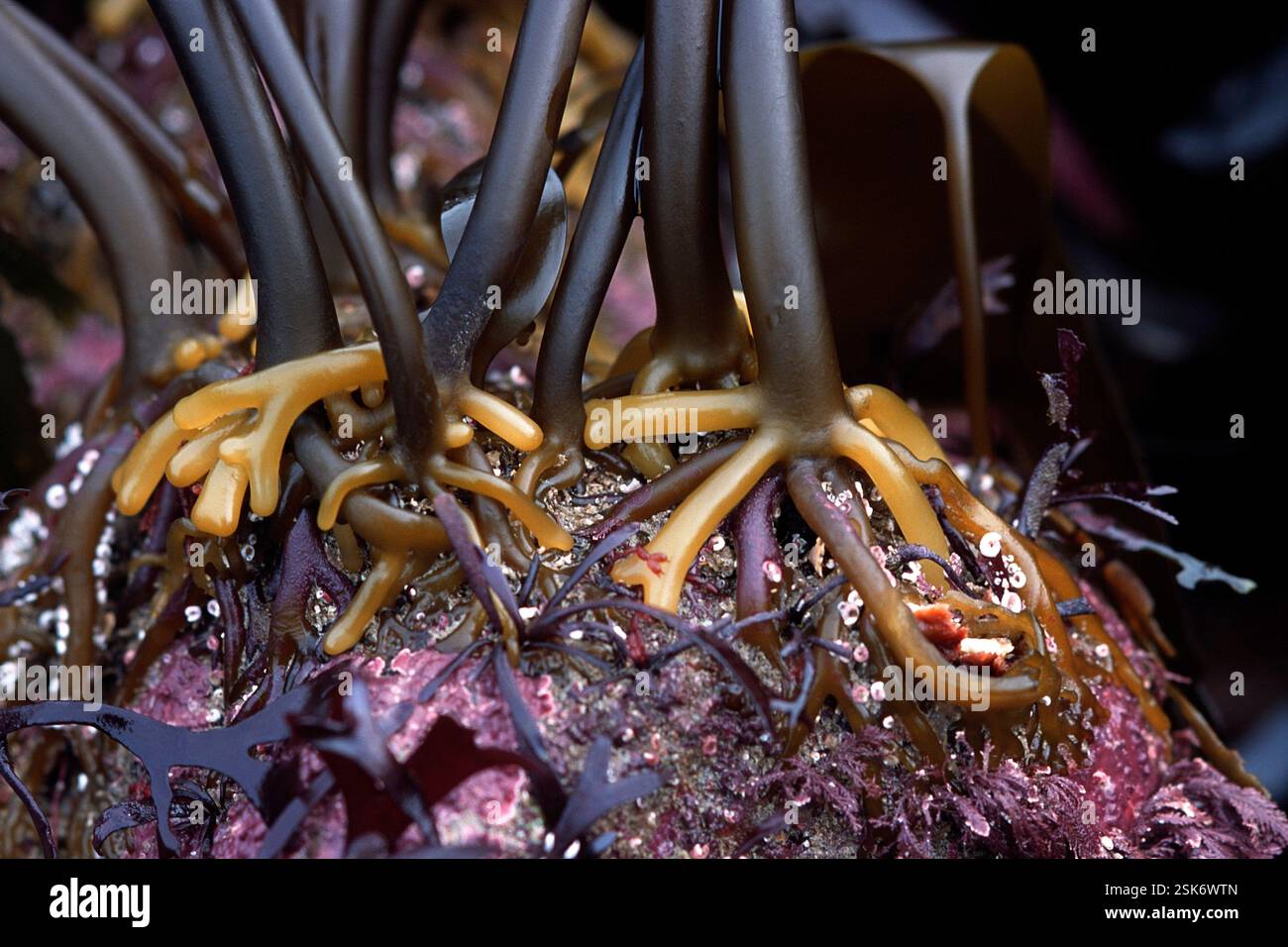 Seaweed on a rock. Close-up of oarweed (Laminaria digitata) brown algae ...