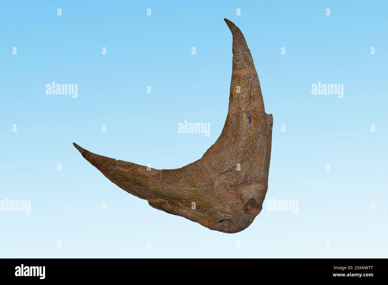 Prehistoric amphibian skull. Fossilised skull of a prehistoric ...