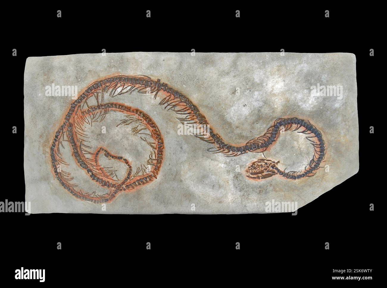 Prehistoric snake fossil. Fossilised remains of a prehistoric Boavus ... Prehistoric snake fossil. Fossilised remains of a prehistoric Boavus ...