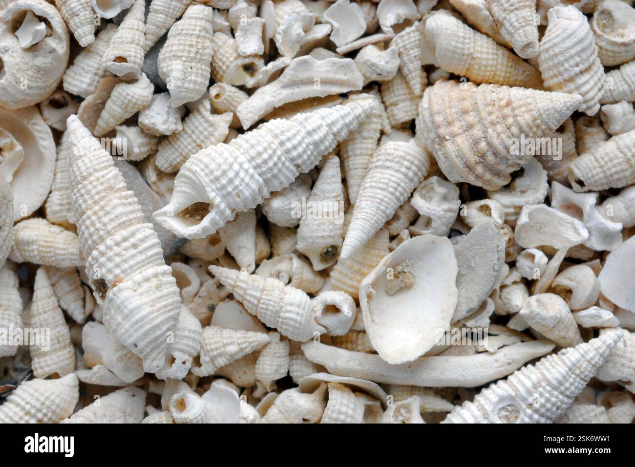 Fossiliferous sand. Macro photograph of sand comprised mainly of ...