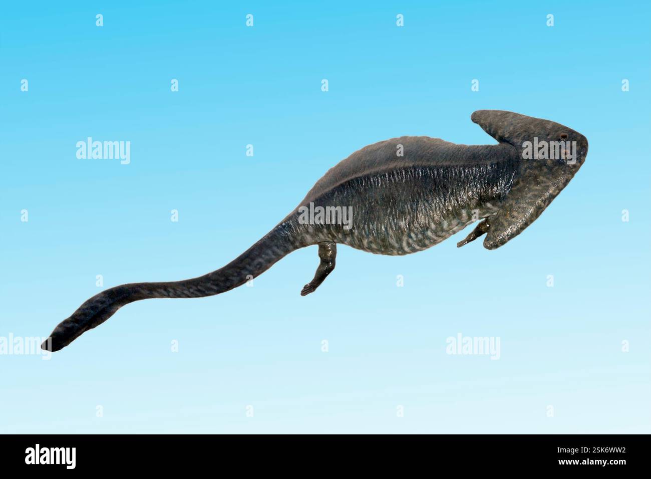 Prehistoric amphibian. Model of a prehistoric Diplaucolus magnicornis ...