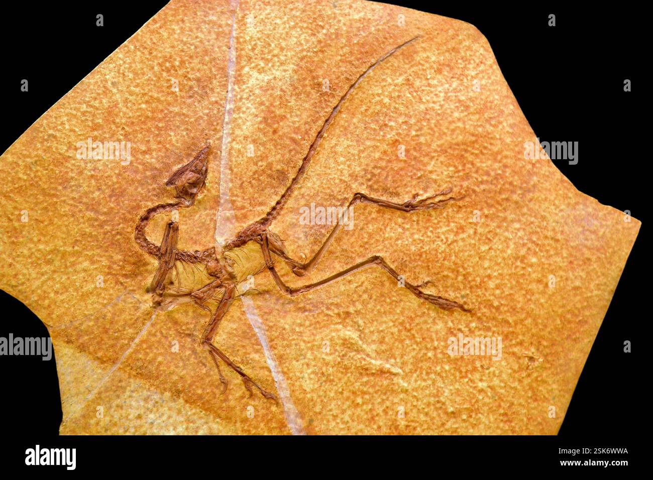 Archaeopteryx fossil. Fossilised remains of an Archaeopteryx sp ...