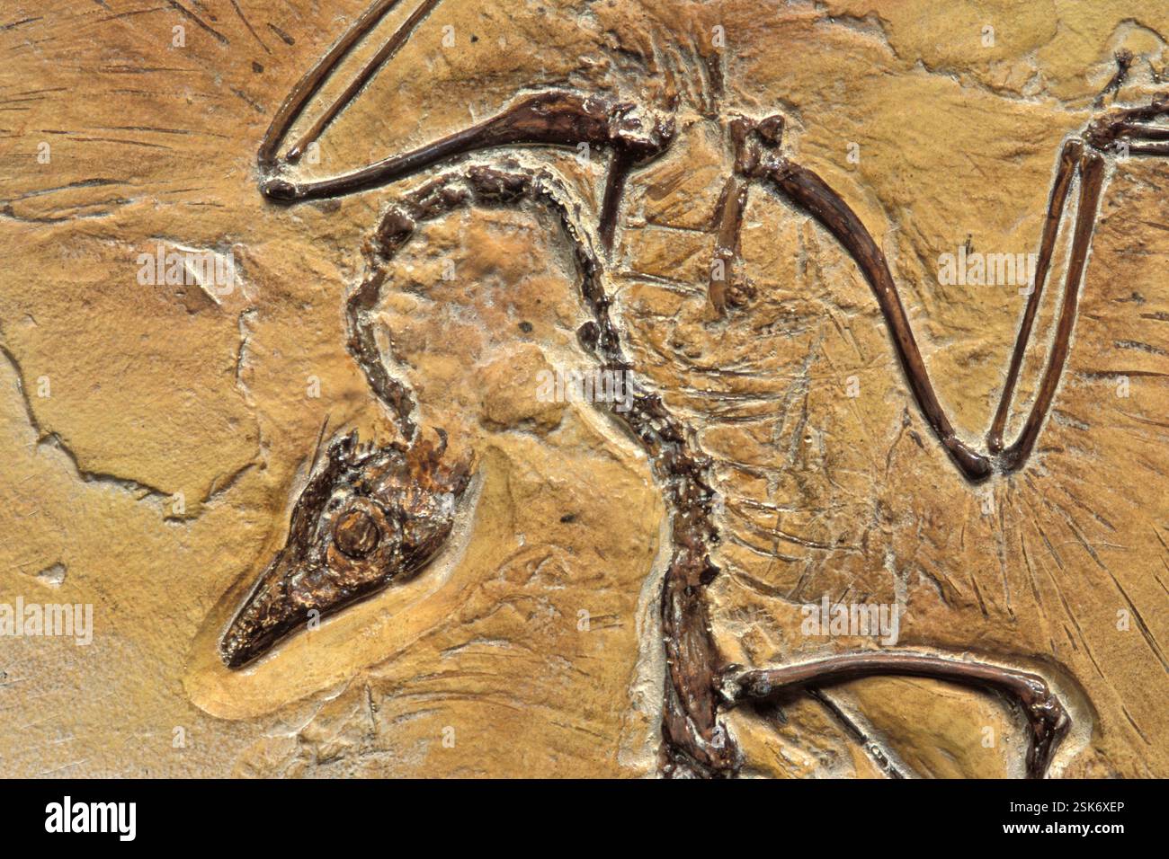 Archaeopteryx fossil. Fossilised remains of an Archaeopteryx ...
