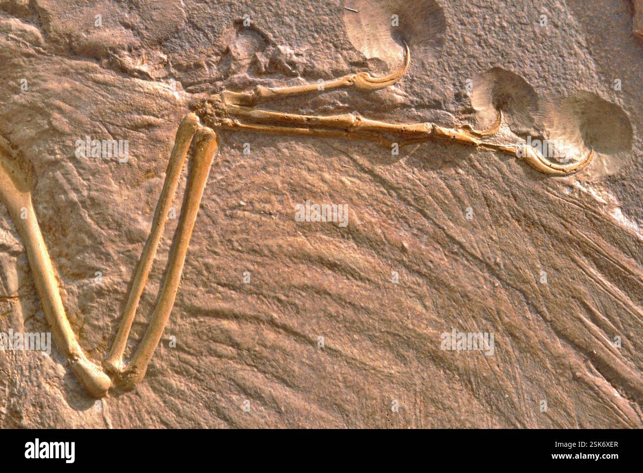 Archaeopteryx fossil. Close-up of the fossilised remains of an ...