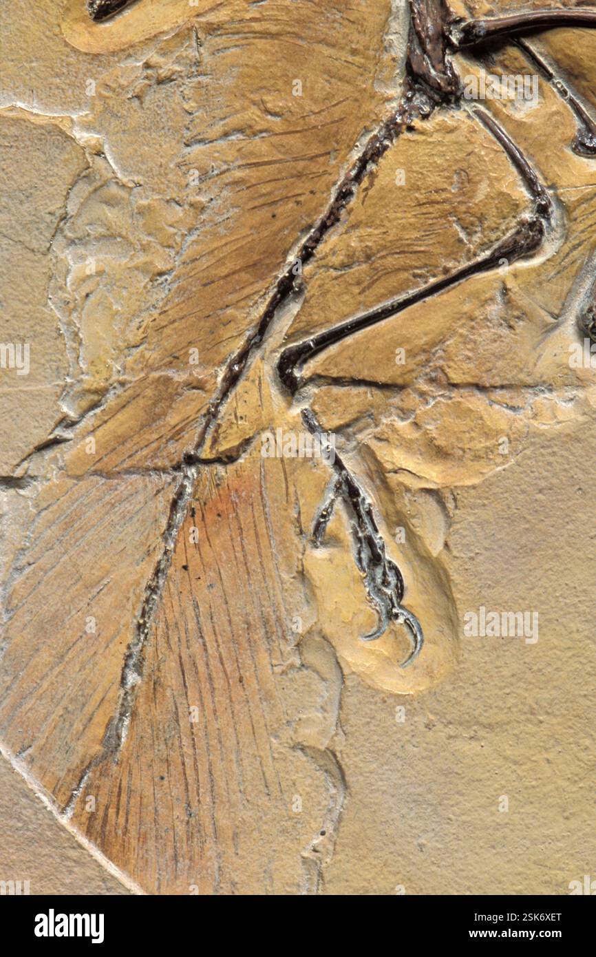 Archaeopteryx fossil. Close-up of the fossilised remains of an ...