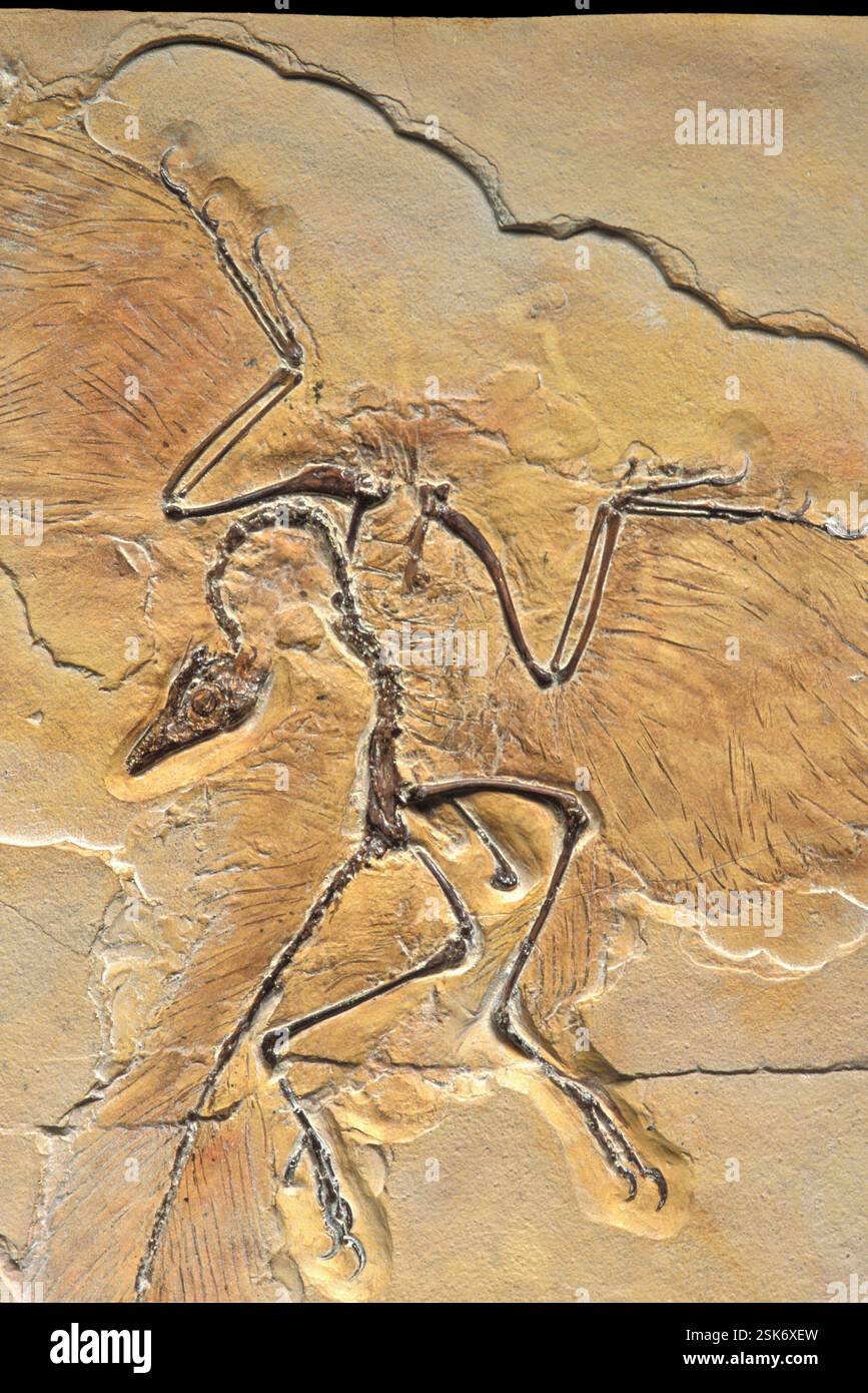 Archaeopteryx fossil. Fossilised remains of an Archaeopteryx ...