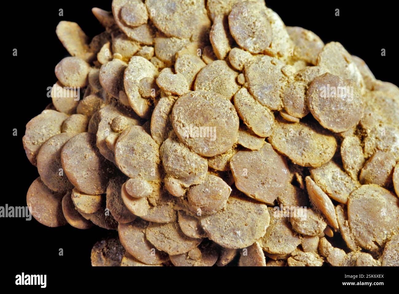 Foraminiferan fossils. Close-up of the fossilised remains of numerous ...