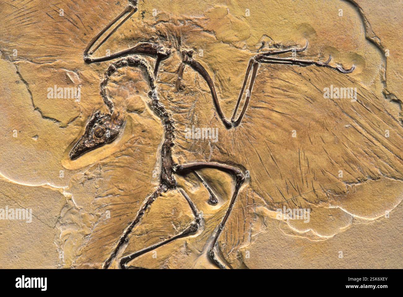 Archaeopteryx fossil. Fossilised remains of an Archaeopteryx ...