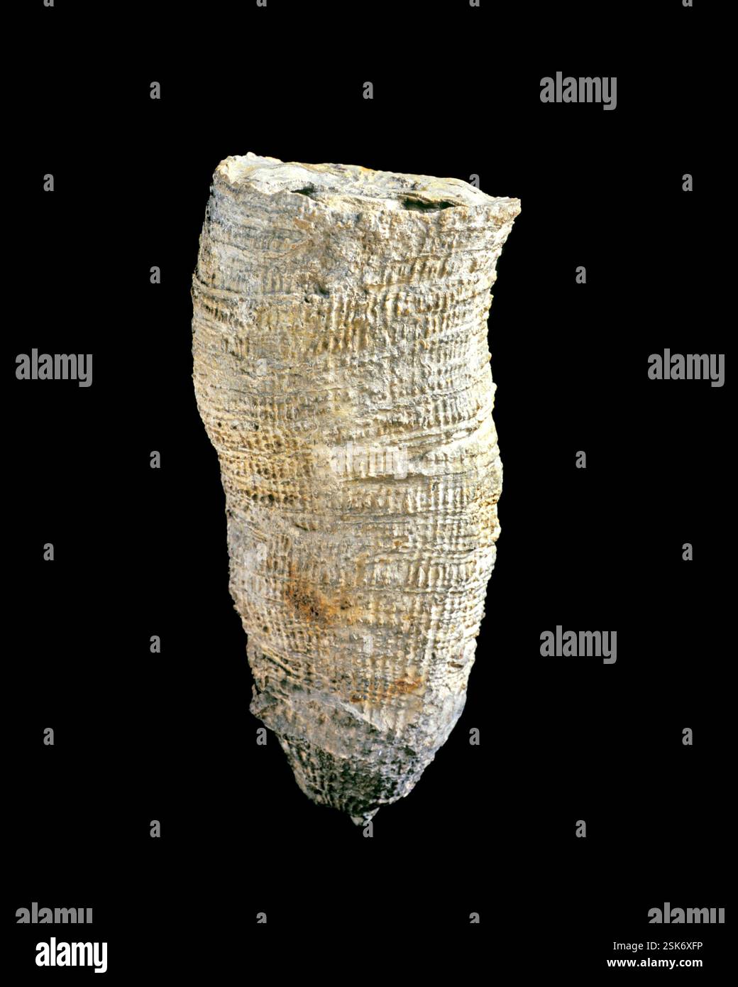 Fossil mollusc. Fossilised shell of a Hippurites radiosus rudist ...