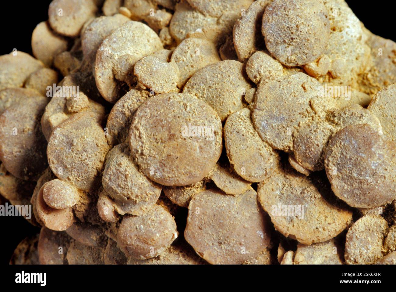 Foraminiferan fossils. Close-up of the fossilised remains of numerous ...