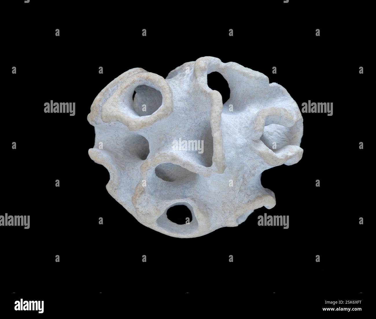 Sponge fossil. Fossilised remains of a Plocoscyphia labros sponge, from ...