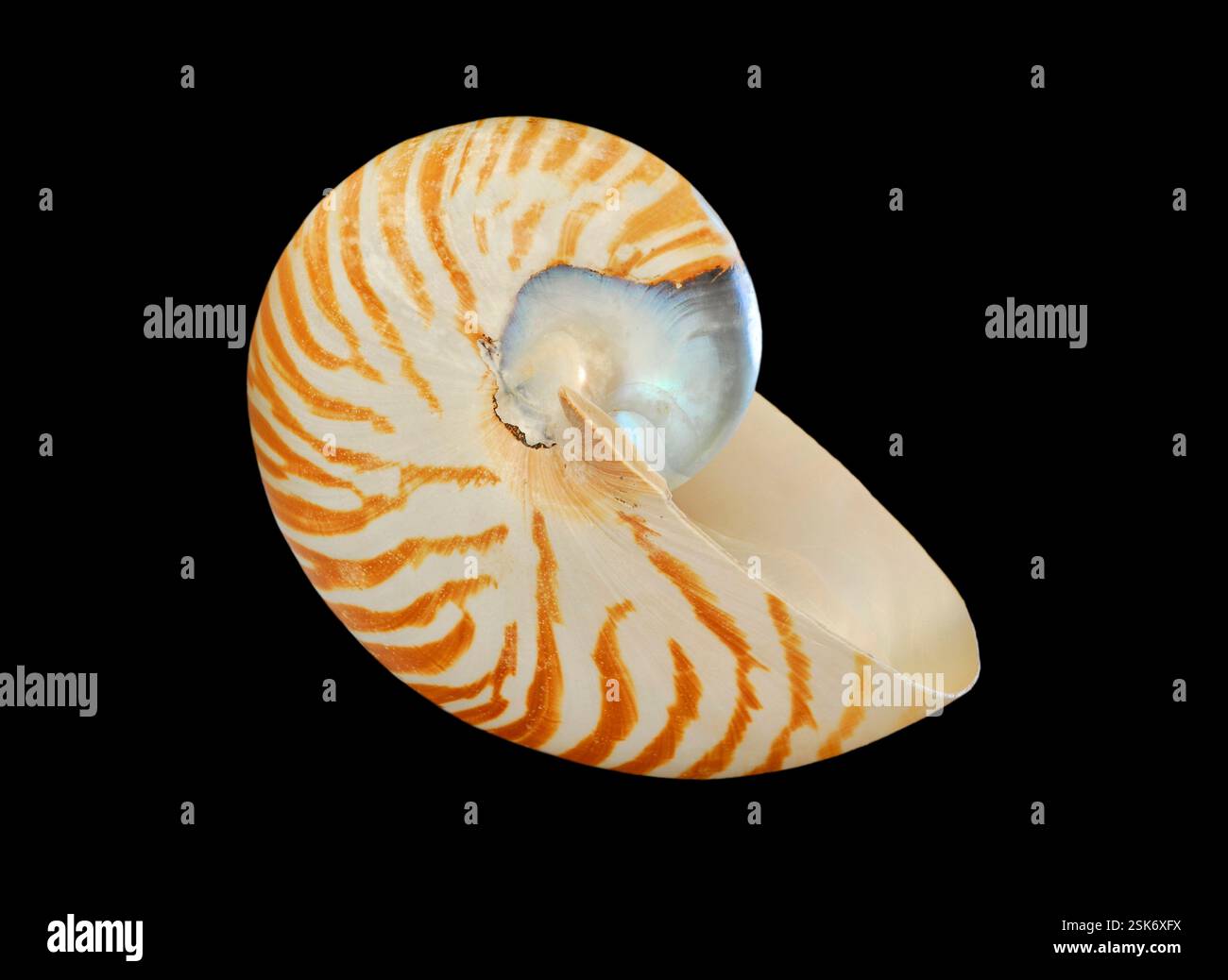 Chambered nautilus shell. Empty shell from a chambered nautilus ...