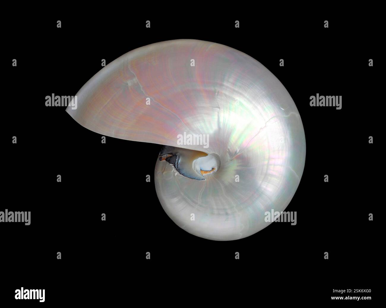 Nautilus shell. Polished shell of a Nautilus sp. cephalopod. The ...