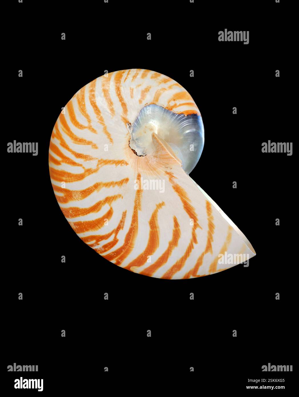 Chambered nautilus shell. Empty shell from a chambered nautilus ...